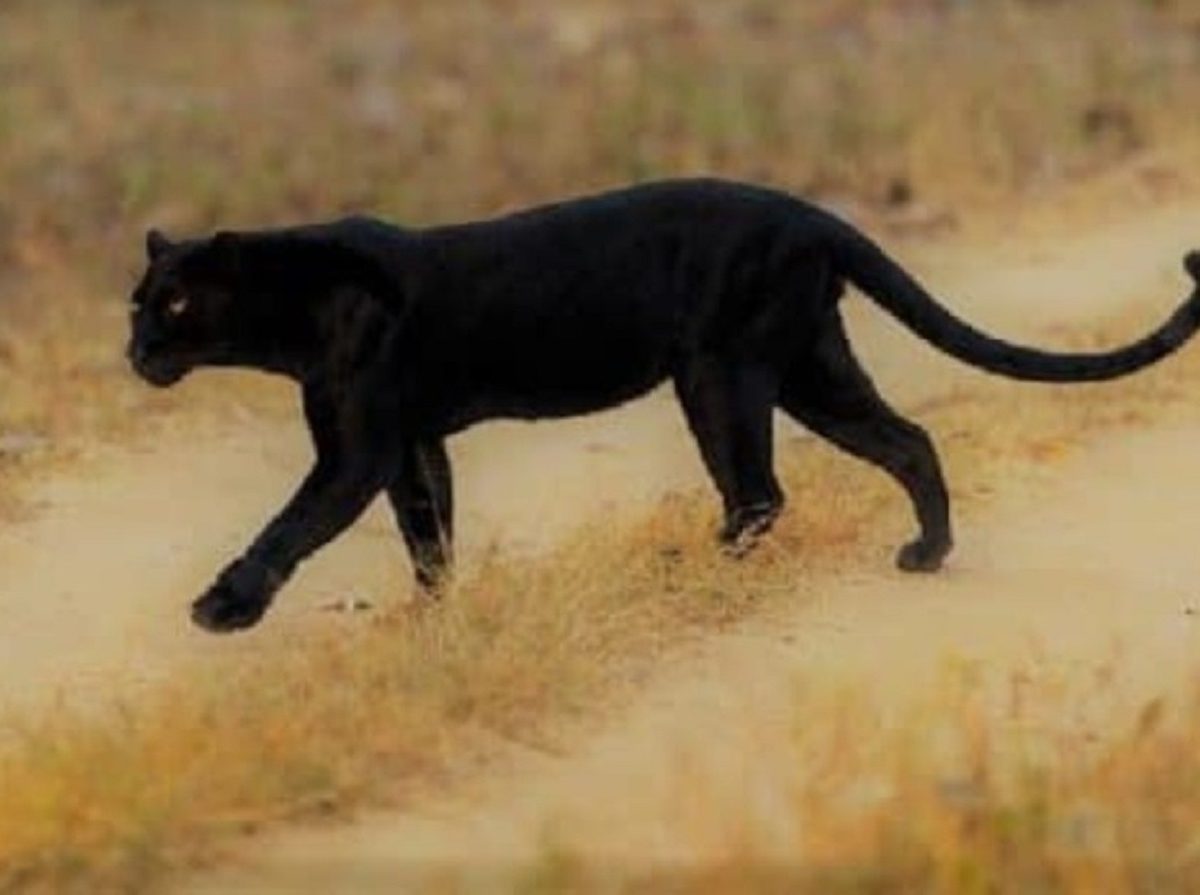 Pantera (ri)avvistata nel pomeriggio nelle campagne tra Galatone e ...