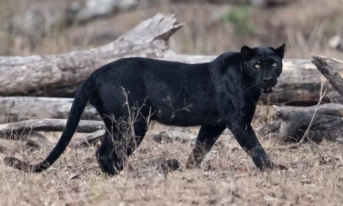 Trovata la pantera, ha con sé dei cuccioli | Il Gallo