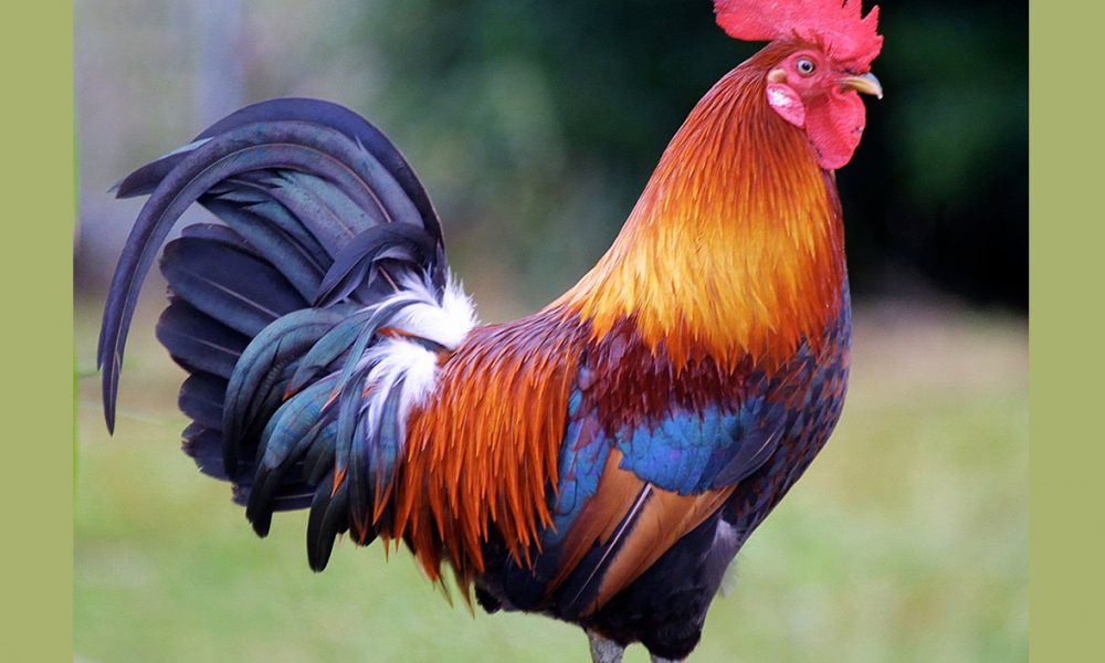 Quando il gallo cantava la mattina | Il Gallo