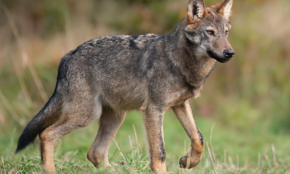 Attenti al lupo | Il Gallo
