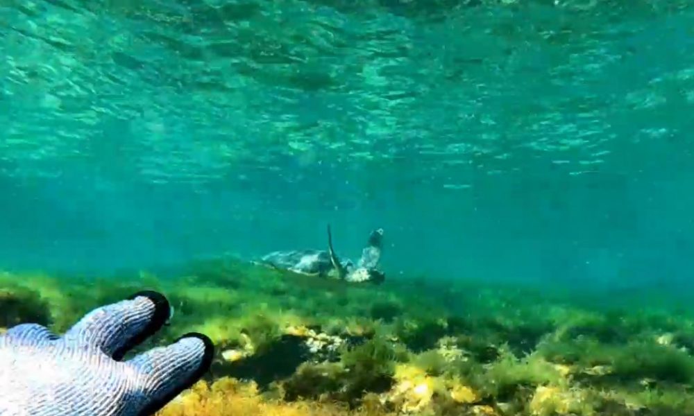 Meraviglia a San Gregorio: incontro ravvicinato con una tartaruga ...