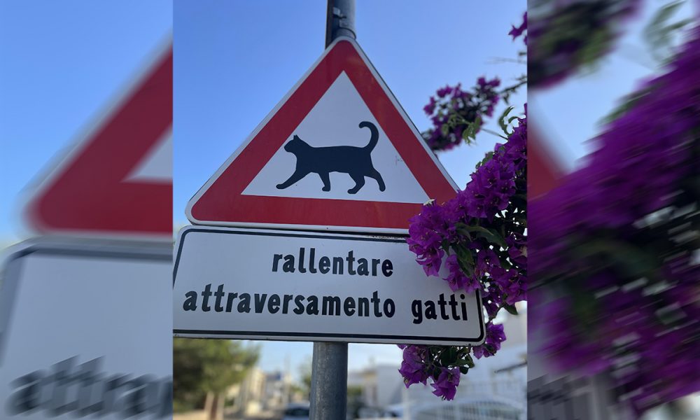 Educazione e rispetto, l’esempio arriva da San Gregorio | Il Gallo